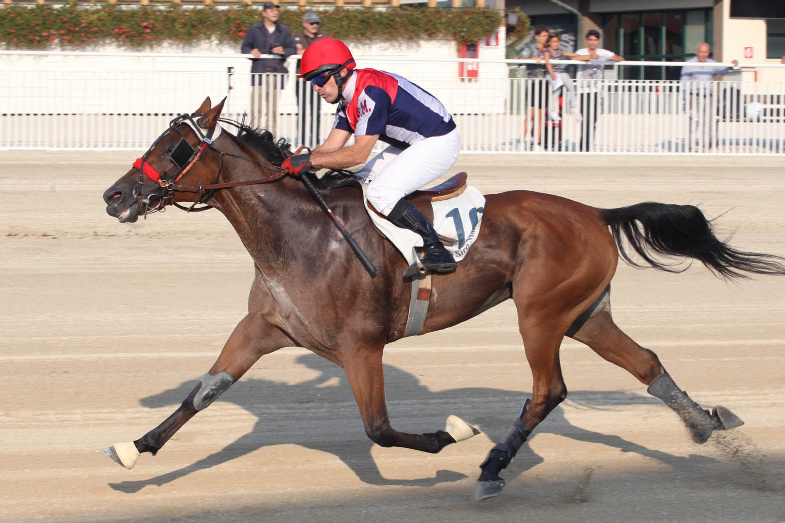 Rainbow As vince bene anche al trotto montato : Ippodromi Snai